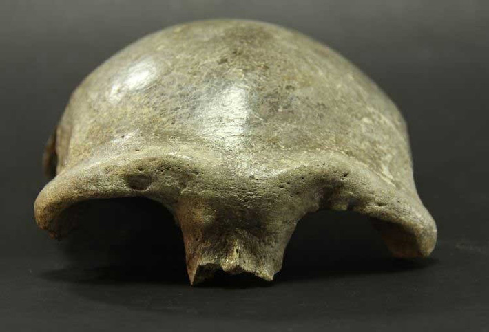 Denisovan DNA Detected in Pleistocene Hominin Fossil | World Cultural ... Denisovan DNA Detected in Pleistocene Hominin Fossil | World Cultural ...